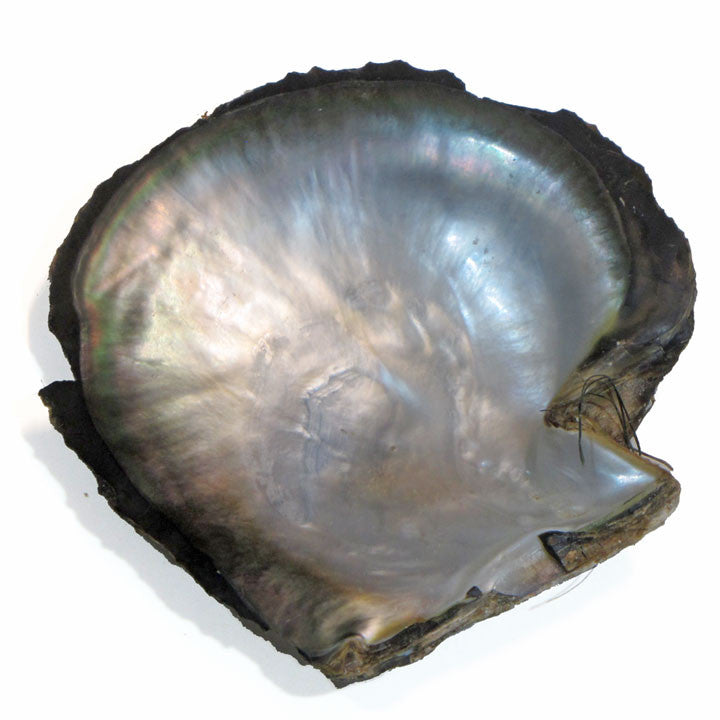 Unfinished Mother of Pearl Shells – Black Pearl Designs
